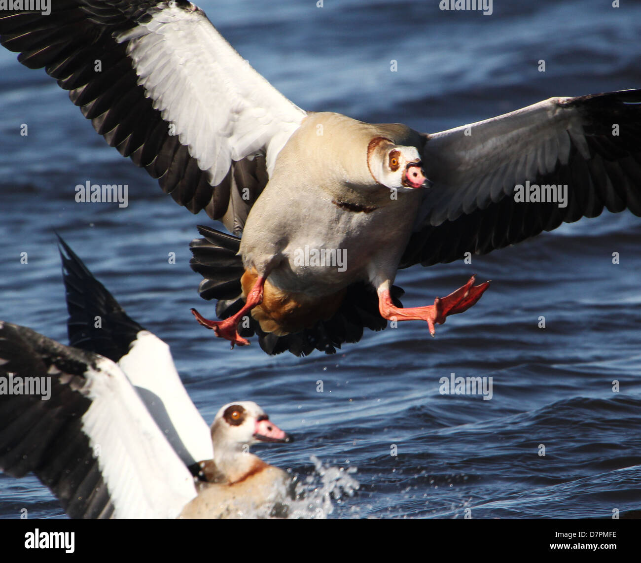Egyptian goose oca del nilo hi-res stock photography and images - Alamy