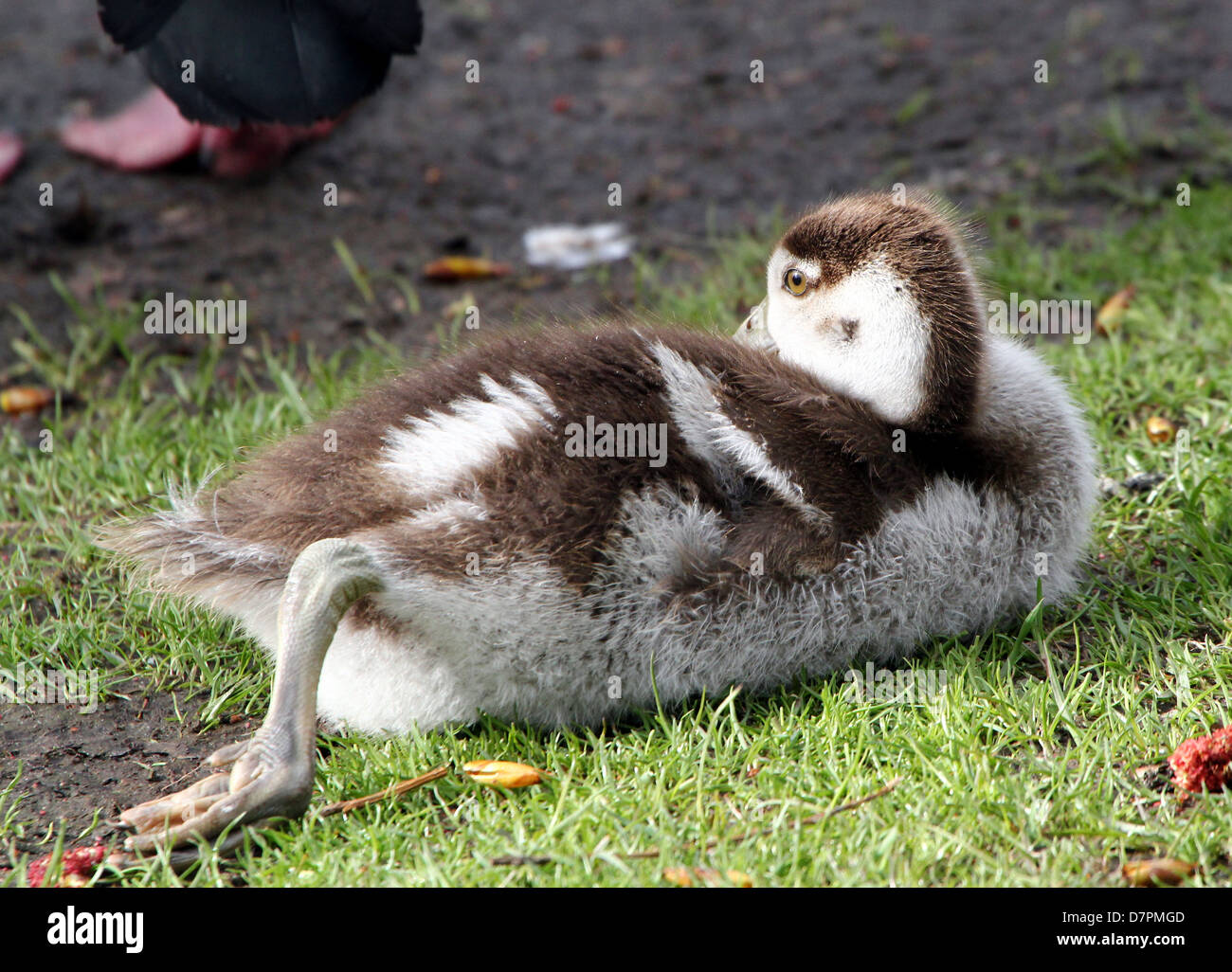 Detailed close-up of the head and upper body of a cute and fluffy ...