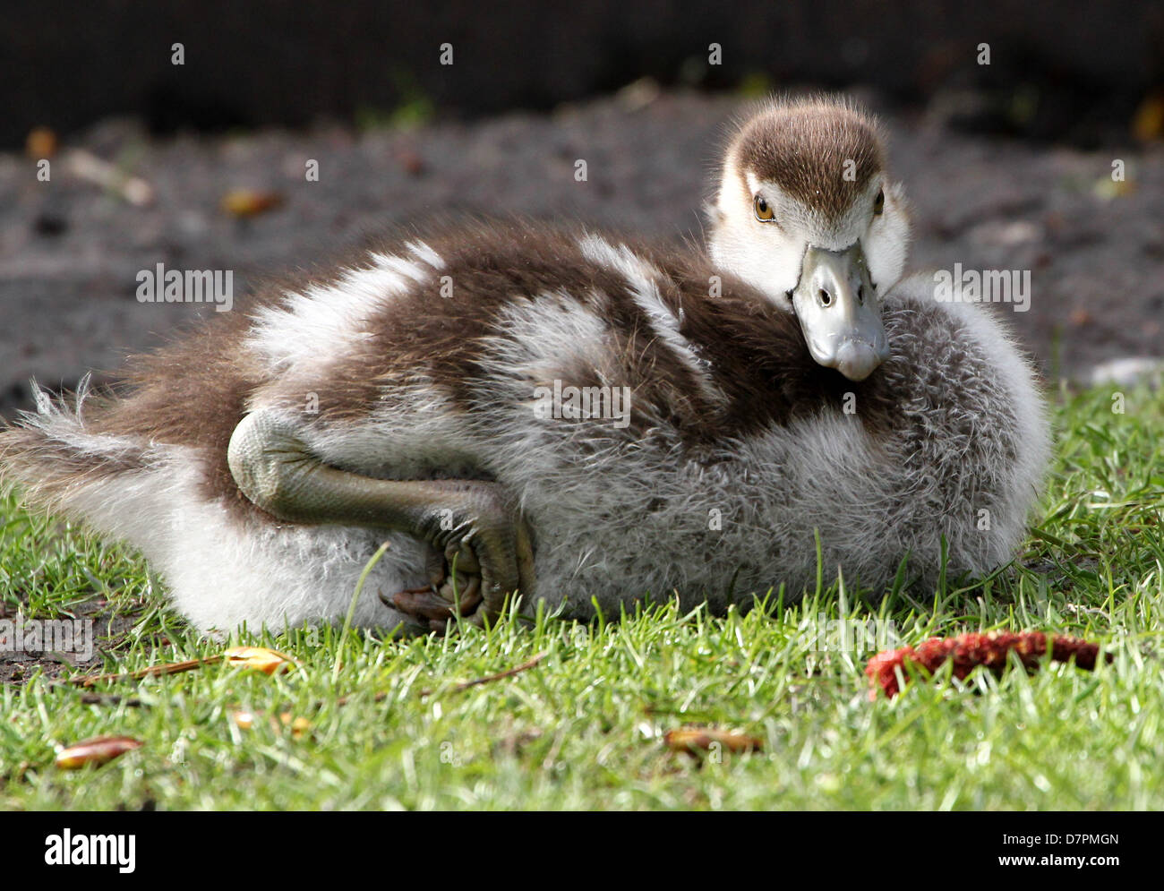 Detailed close-up of the head and upper body of a cute and fluffy ...