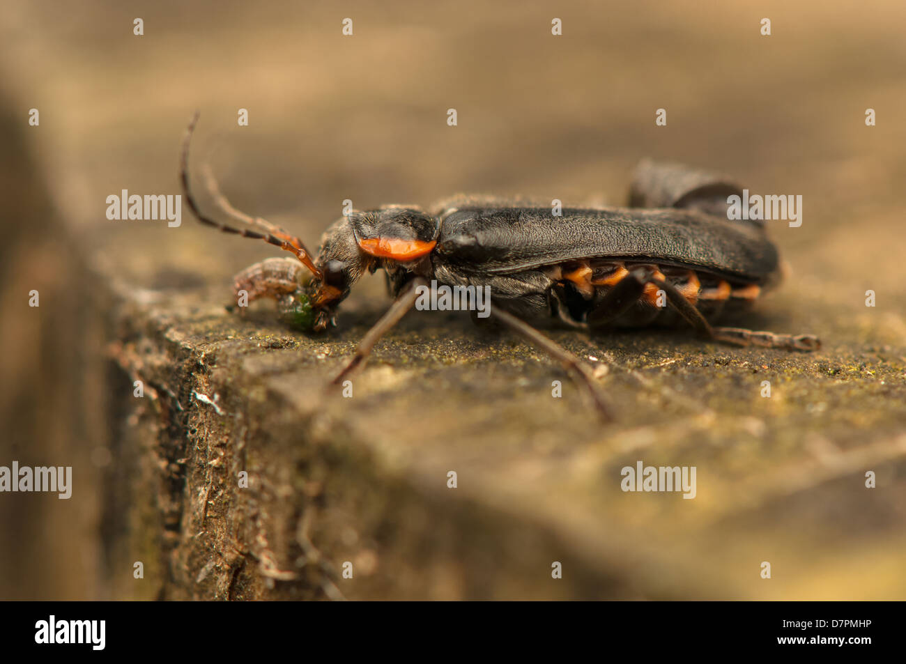 Cantharis fusca hi-res stock photography and images - Alamy