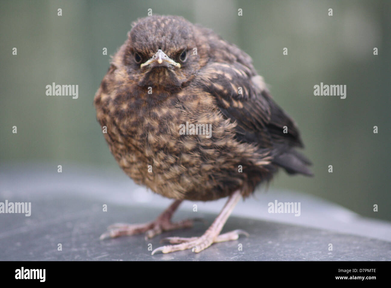 Sad looking bird hi-res stock photography and images - Alamy