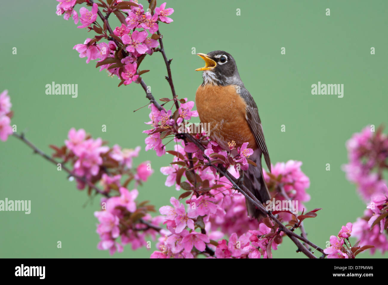 American Robin Singing in Crabapple Tree bird songbird Ornithology ...