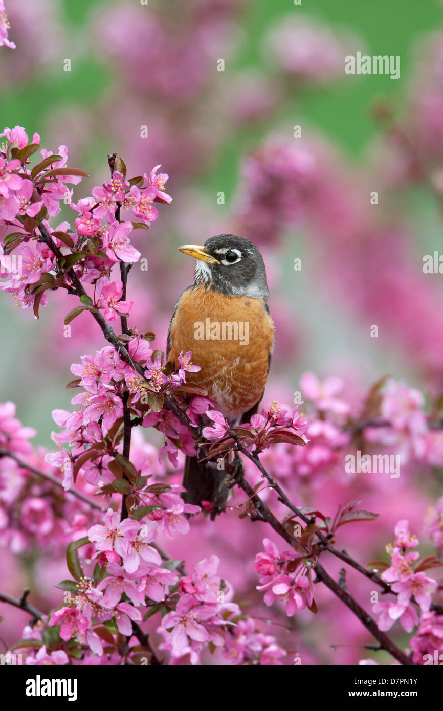 American Robin perching in Crabapple Flowers - vertical bird songbird ...