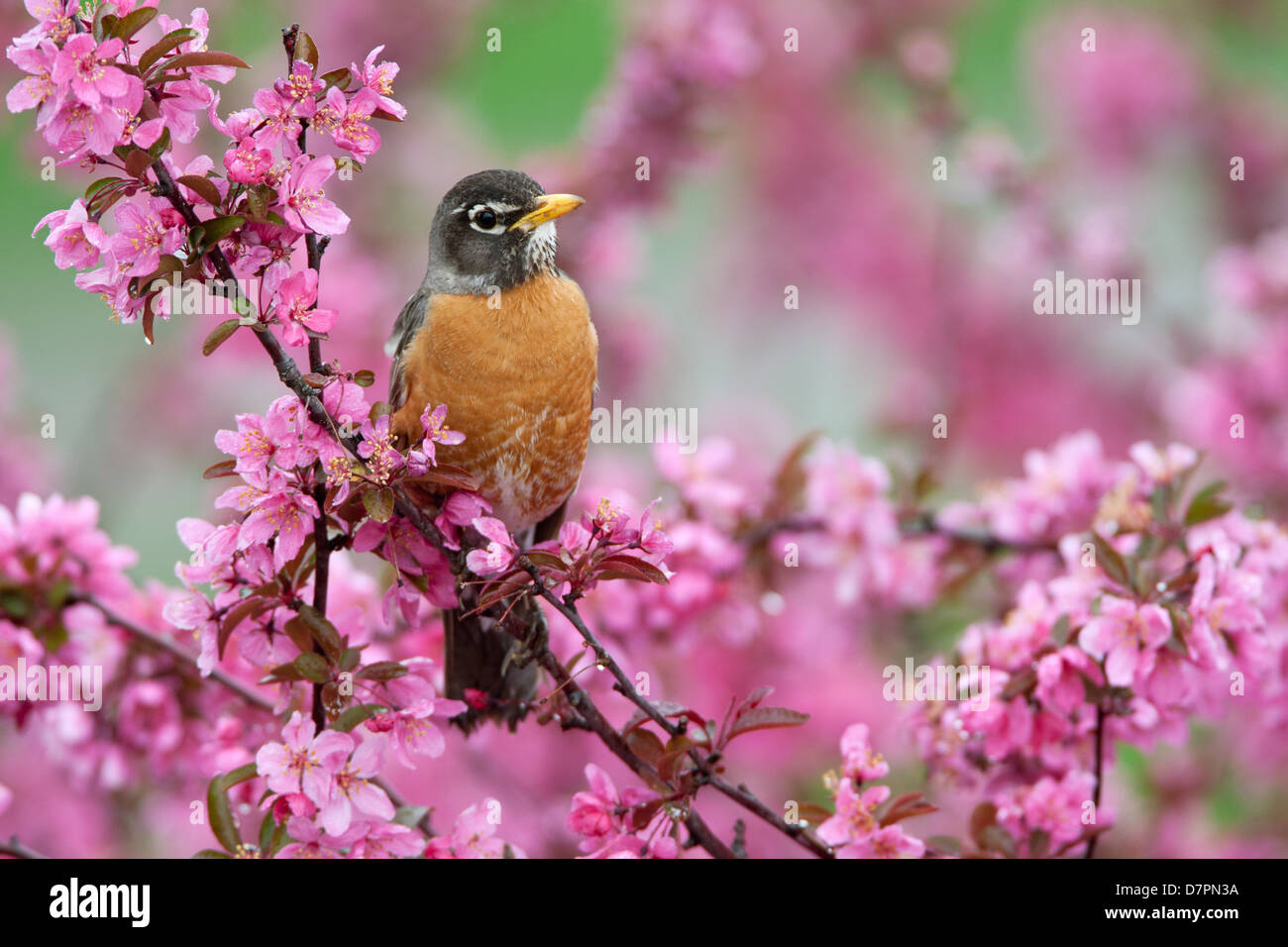 North American Robins High Resolution Stock Photography and Images - Alamy