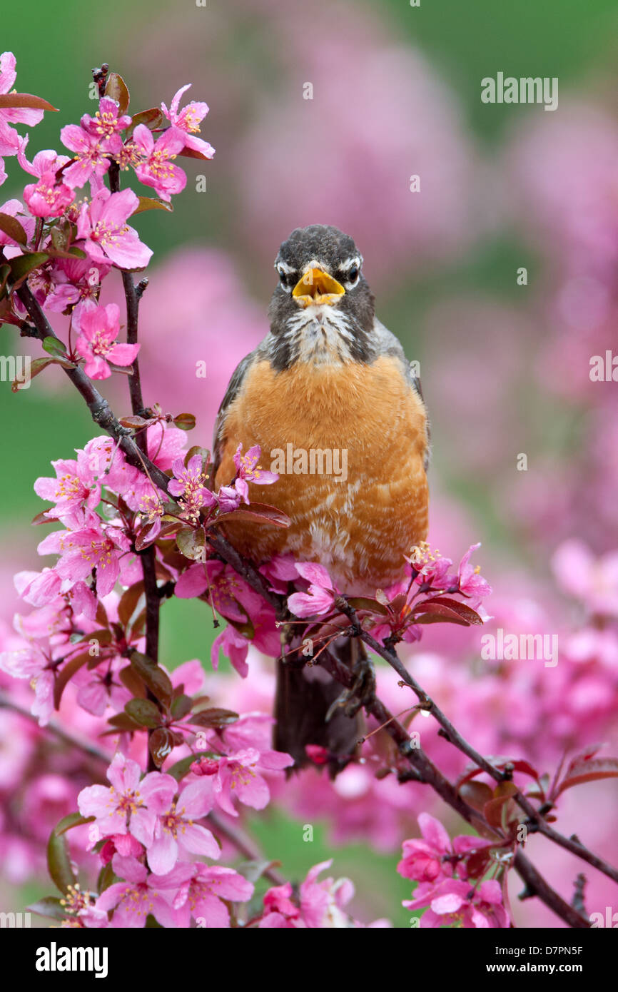 American Robin Singing in Crabapple Tree - vertical bird songbird ...