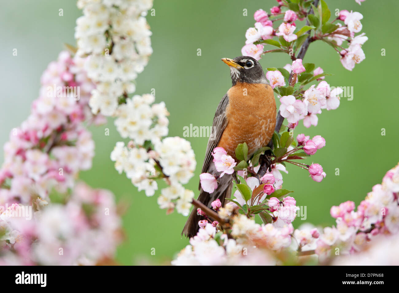 American Robin perching in Crabapple Flowers bird songbird Ornithology ...