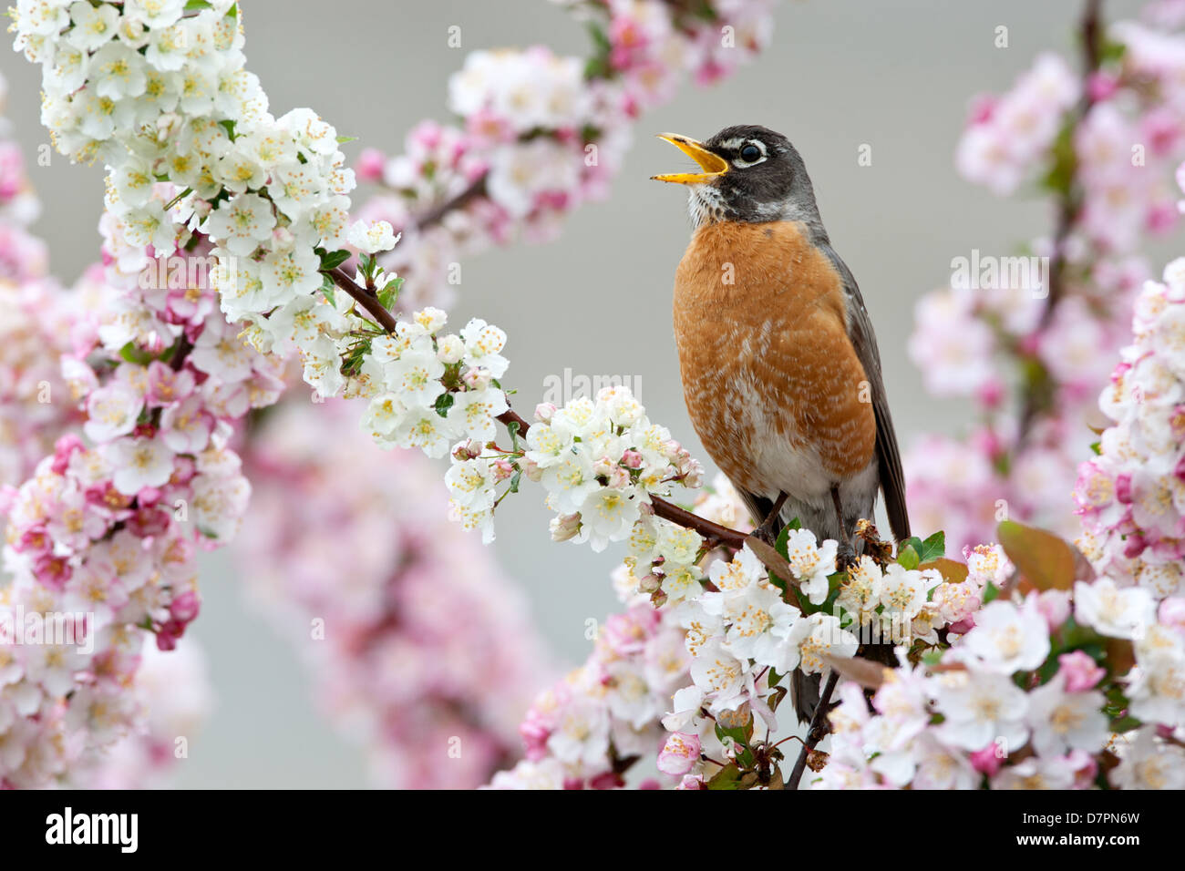 American Robin Singing in Crabapple Tree bird songbird Ornithology ...