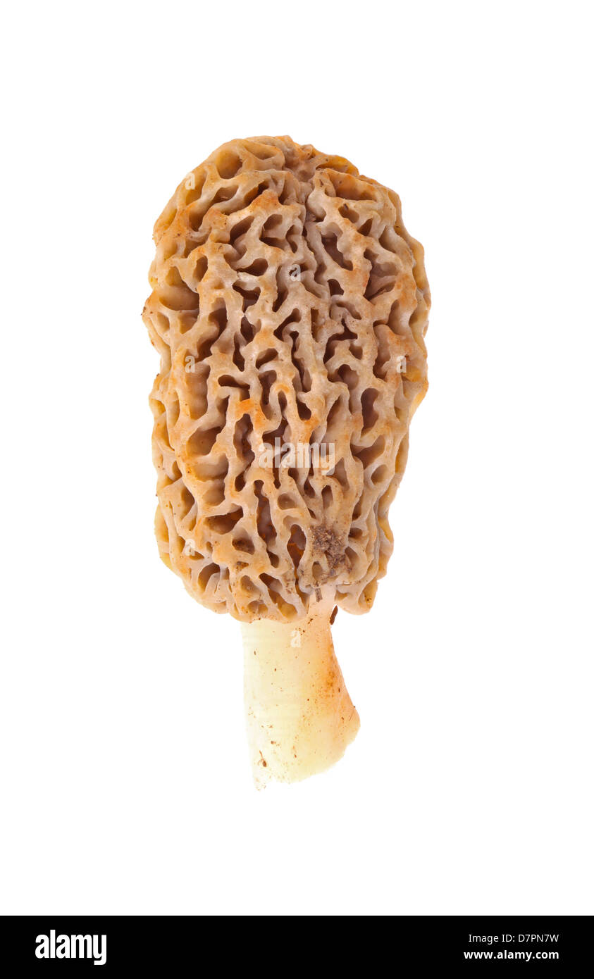 Fresh-picked morel mushroom isolated against white Stock Photo - Alamy