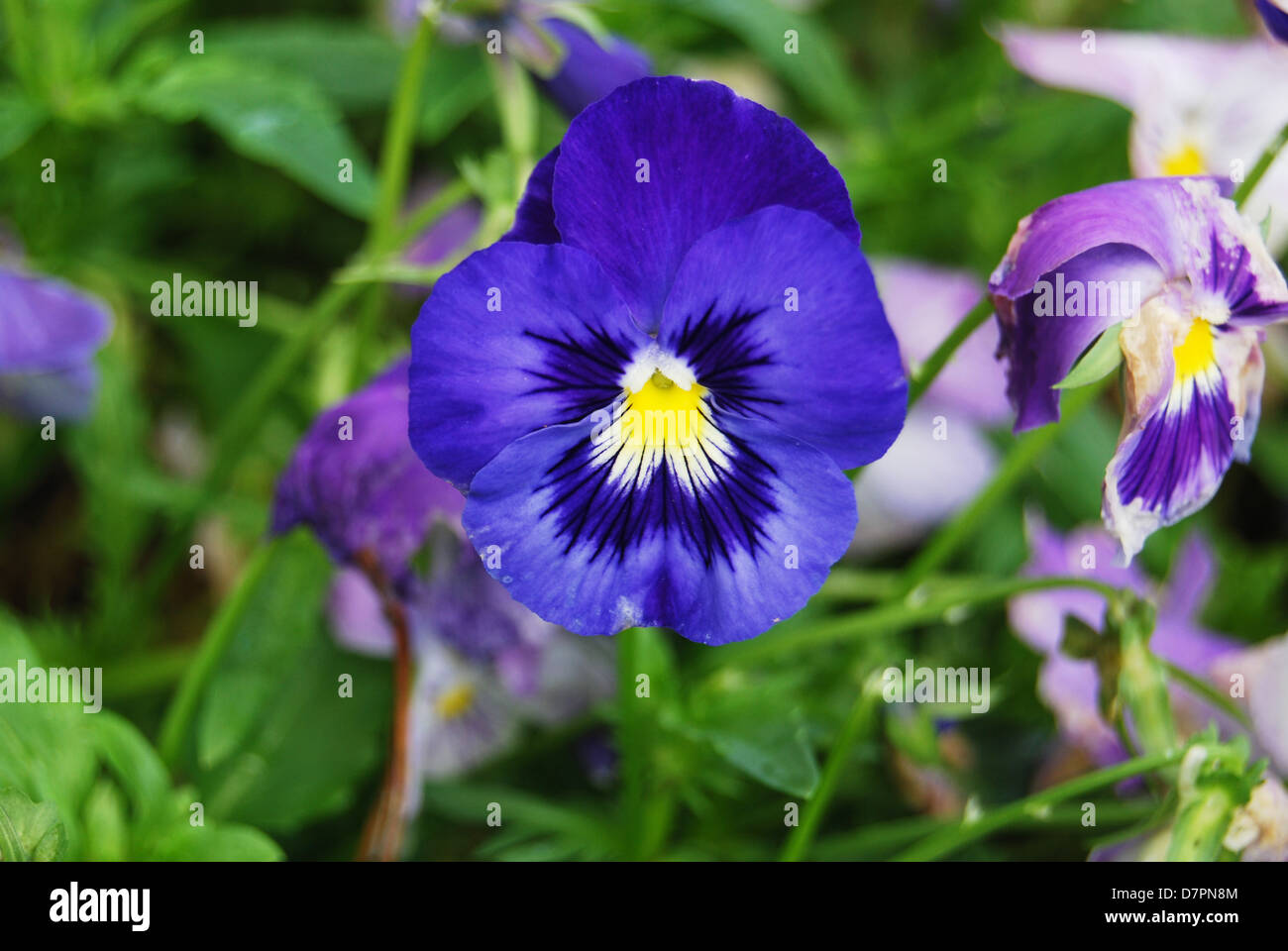 close up of beautiful blue pansy Stock Photo - Alamy
