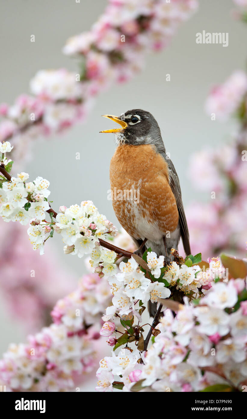 American Robin Singing in Crabapple Tree - vertical bird songbird ...