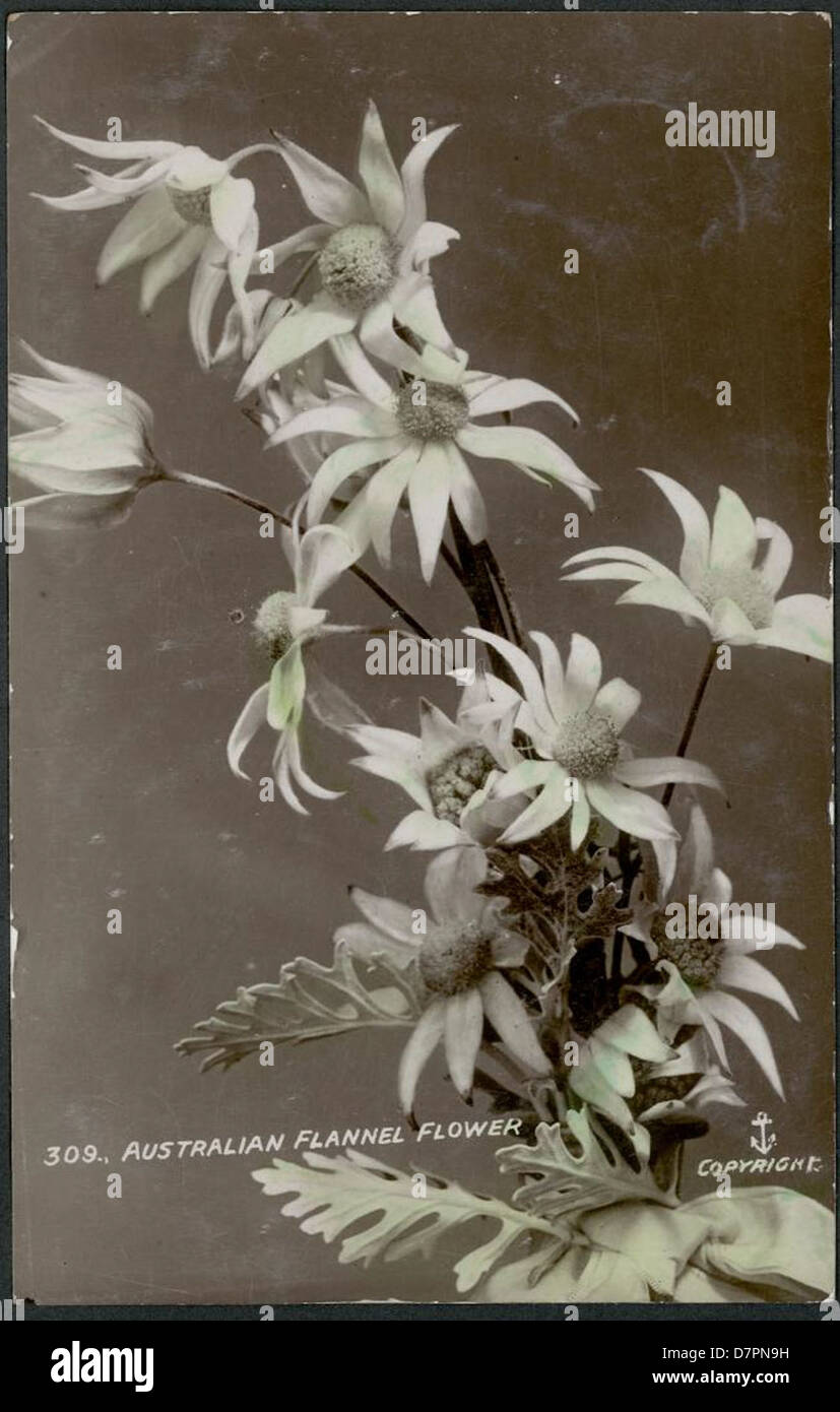 Flannel flower hi-res stock photography and images - Alamy