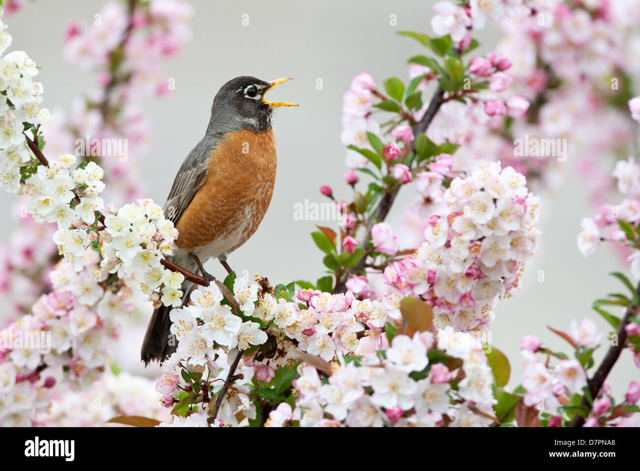 American Robin Singing in Crabapple Tree bird songbird Ornithology ...