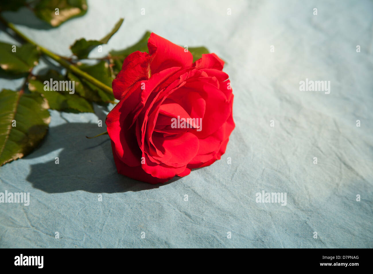 Full blown red rose hi-res stock photography and images - Alamy