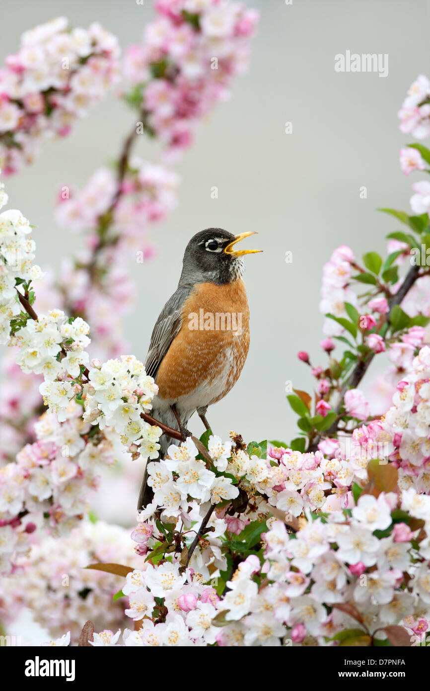 American Robin Singing in Crabapple Tree - vertical bird songbird ...