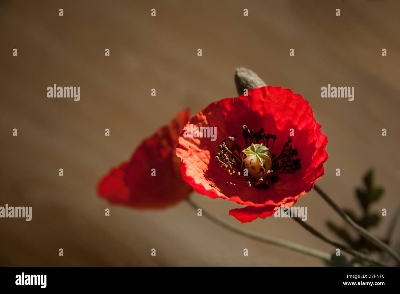 Artificial fabric red poppy flowers, muted background Stock Photo - Alamy