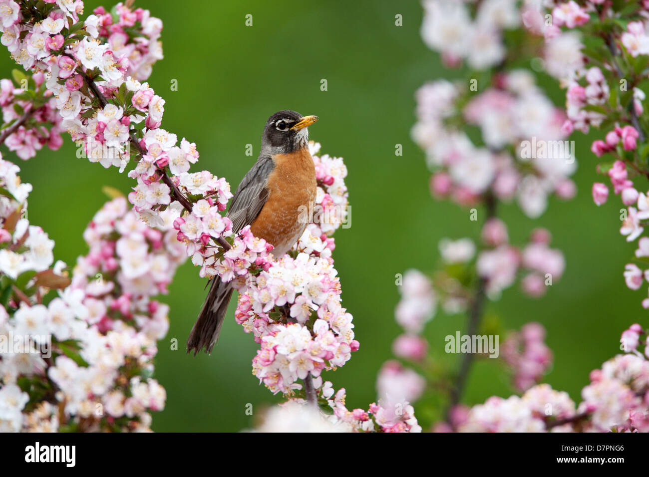 American Robin perching in Crabapple Flowers bird songbird Ornithology ...