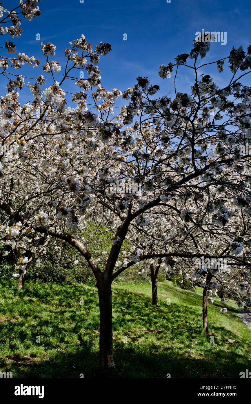 Spring meadow devon hi-res stock photography and images - Alamy