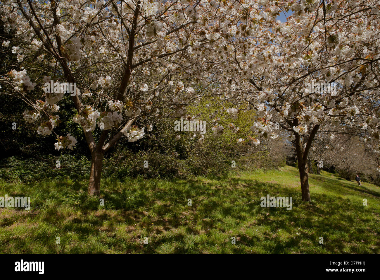 Spring meadow devon hi-res stock photography and images - Alamy