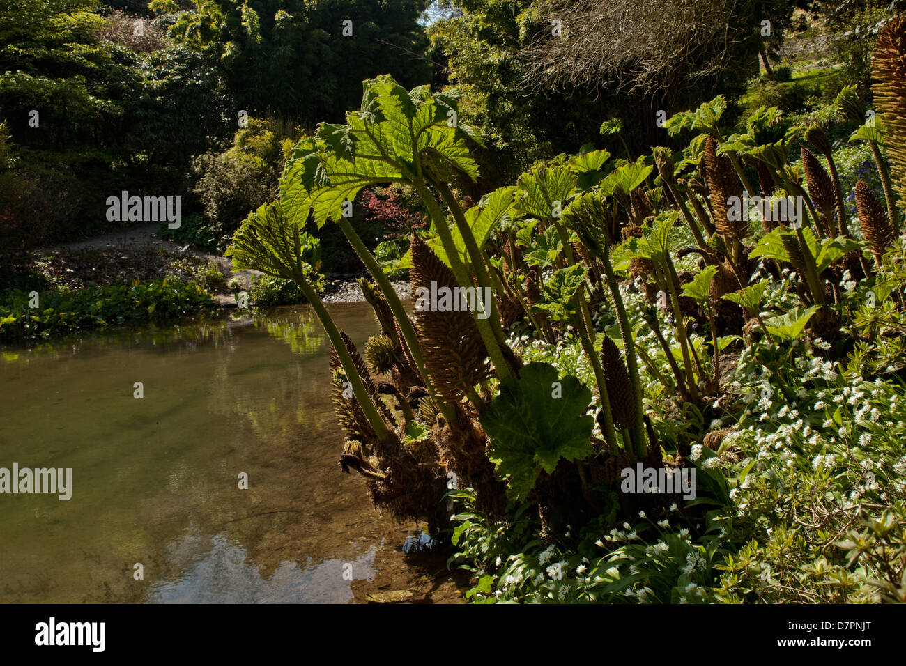 Gunnera plant hi-res stock photography and images - Alamy