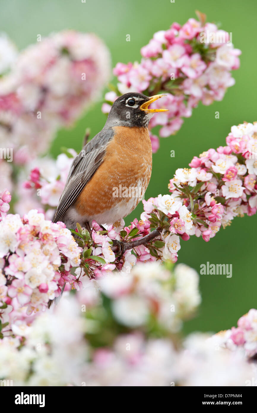 American Robin Singing in Crabapple Tree bird songbird Ornithology ...