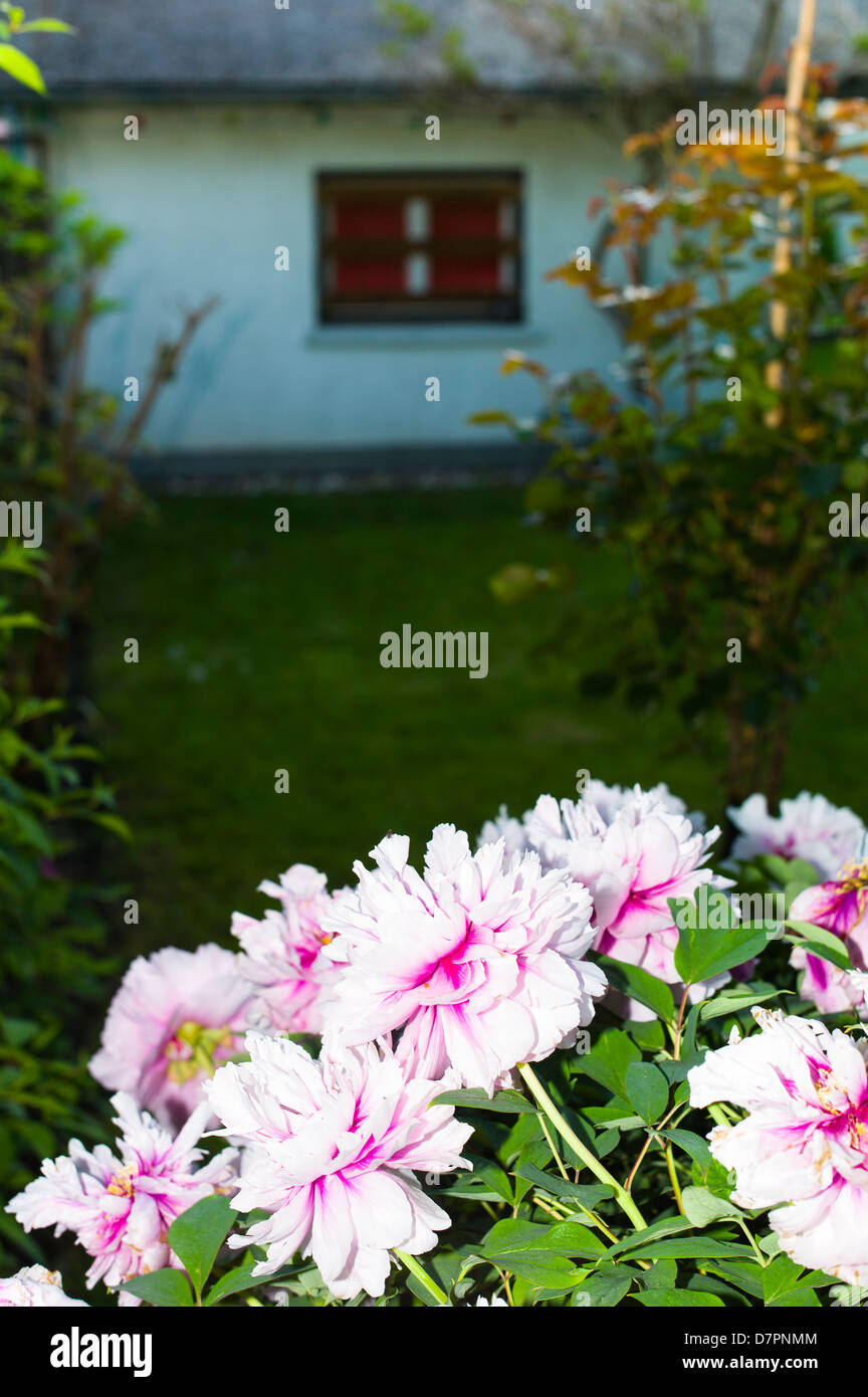 German allotment garden hi-res stock photography and images - Alamy