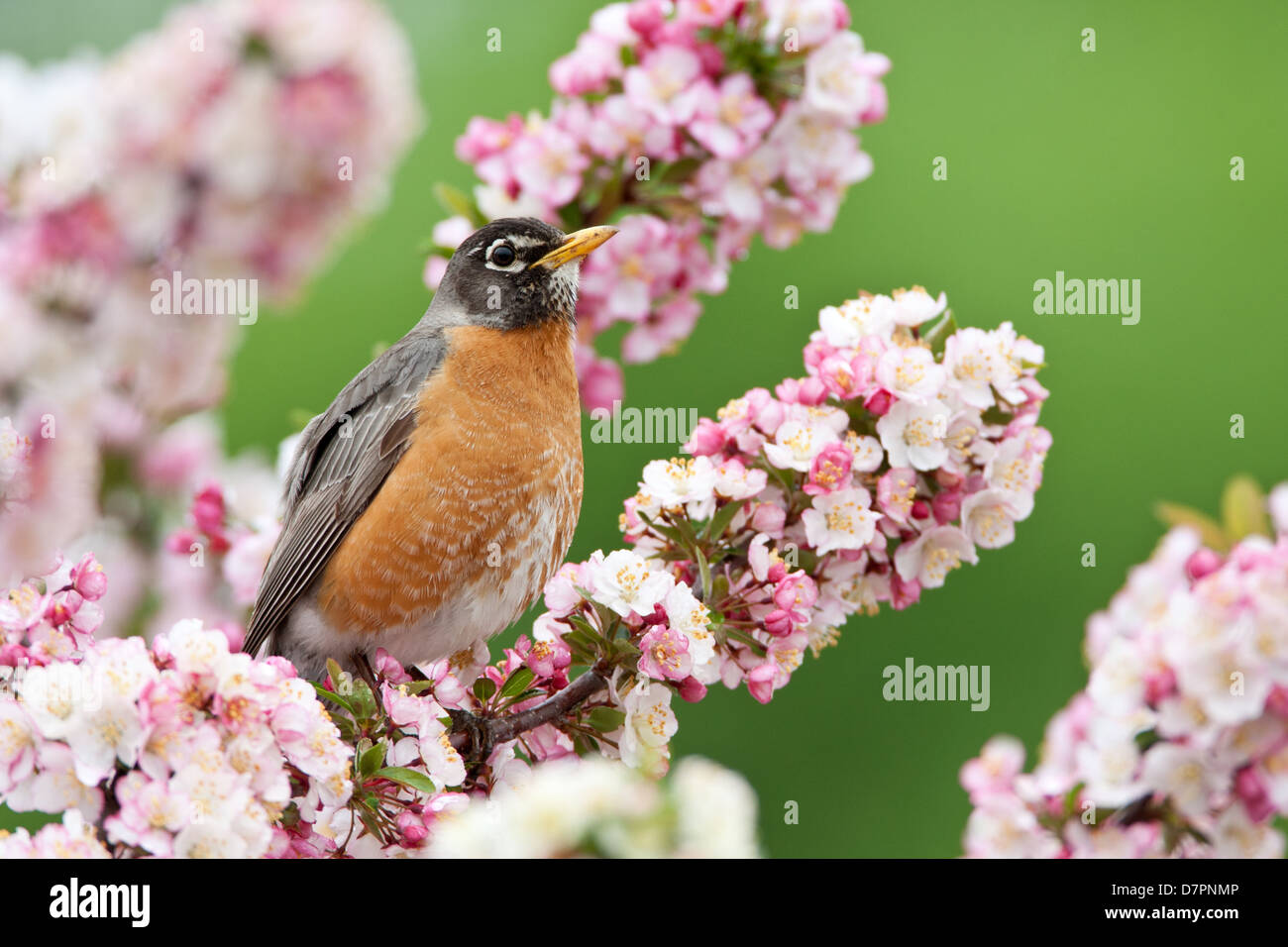 American Robin perching in Crabapple Flowers bird songbird Ornithology ...