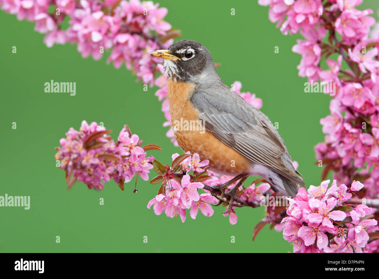 American Robin perching in Crabapple Flowers Stock Photo - Alamy