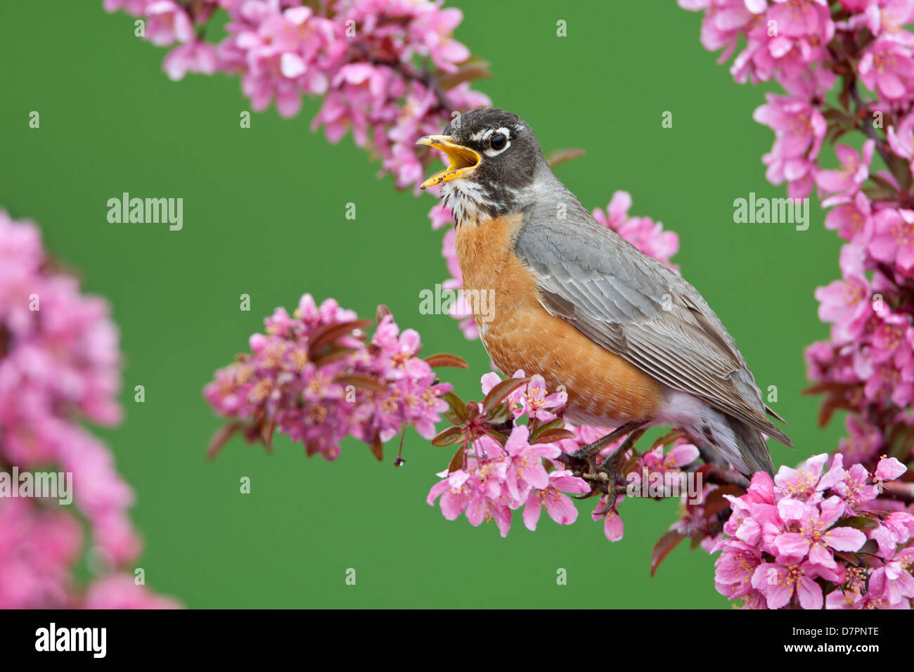 American Robin Singing in Crabapple Tree bird songbird Ornithology ...