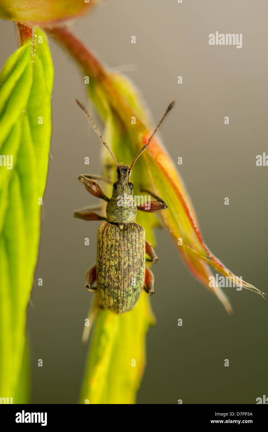Green leaf beetle phyllobius hi-res stock photography and images - Alamy