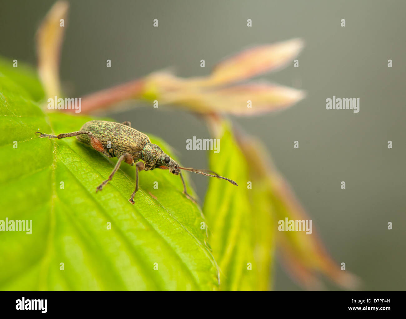 Green leaf beetle phyllobius hi-res stock photography and images - Alamy