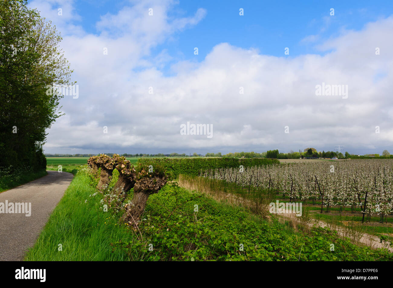 Zeeland fruit trees hi-res stock photography and images - Alamy