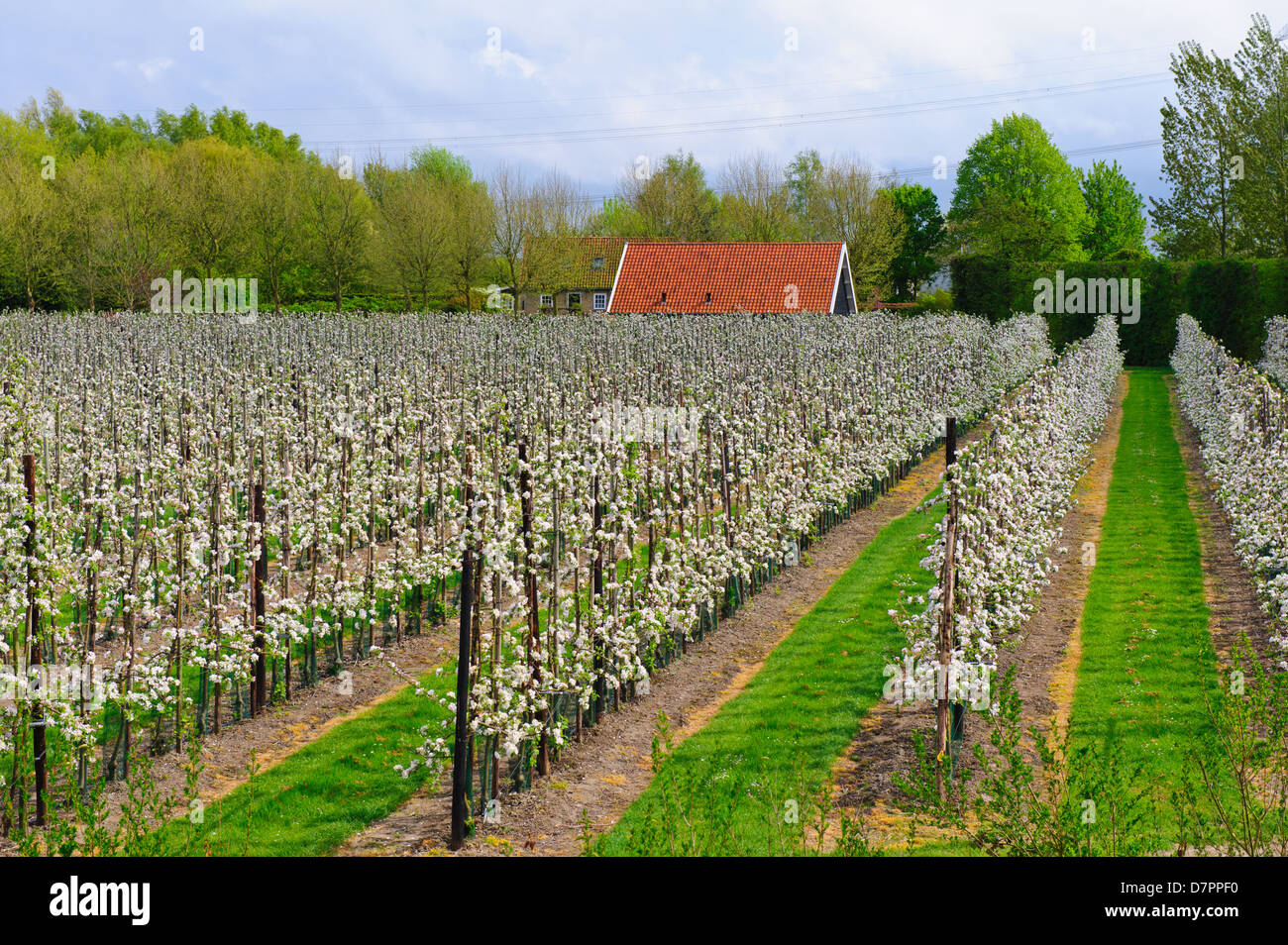 Zeeland fruit trees hi-res stock photography and images - Alamy