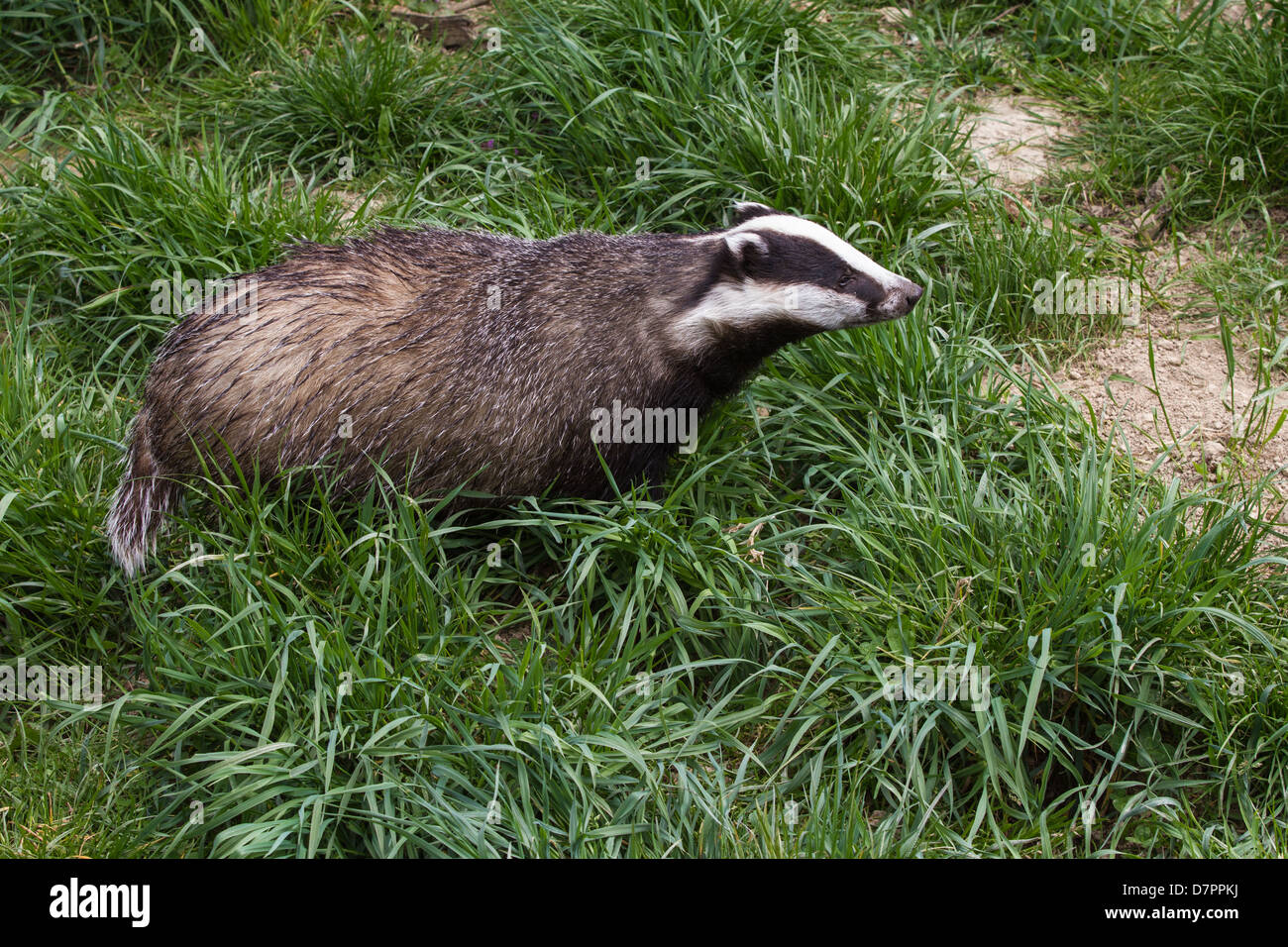 Badger (meles meles) close up during daylight side profile Stock Photo ...