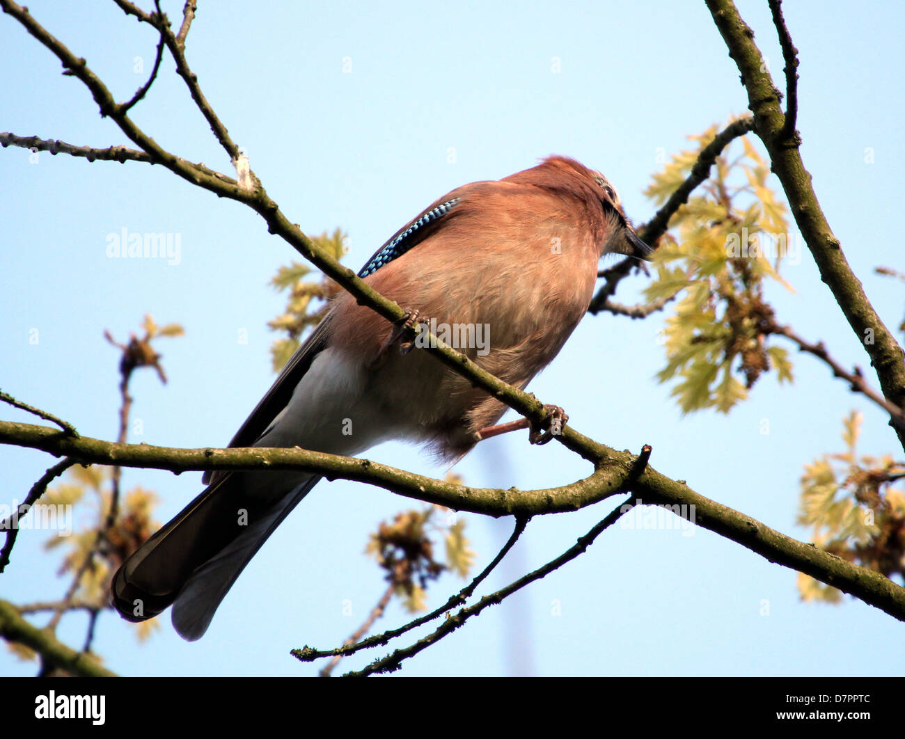 Detailed close-up of a Eurasian Jay (Garrulus glandarius) posing on a ...