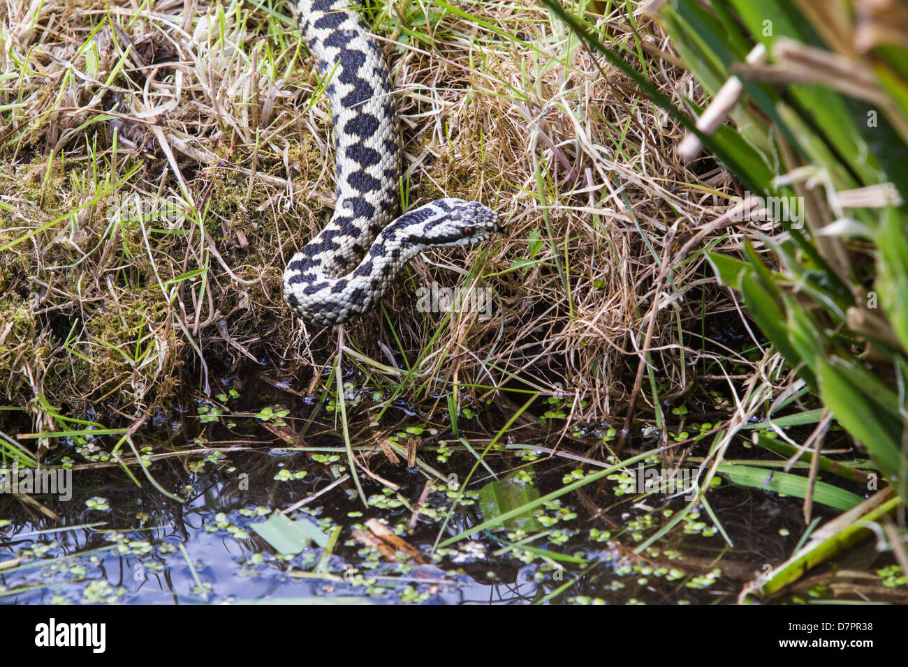 Adder snake (Vipera berus) by pond leaning over water Stock Photo - Alamy