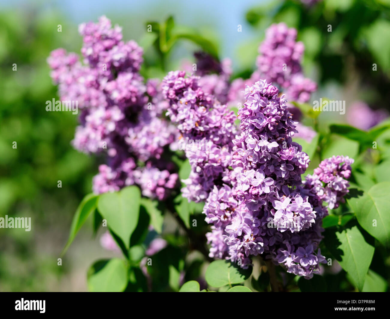 Lilac flowers in garden Stock Photo - Alamy