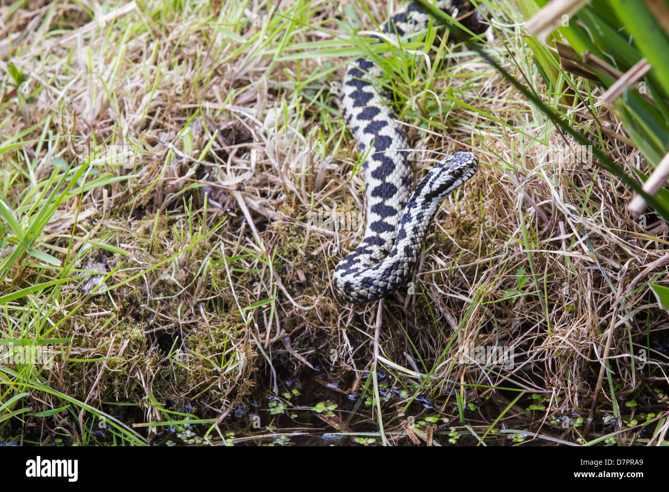 Adder snake (Vipera berus) by pond leaning over water Stock Photo - Alamy