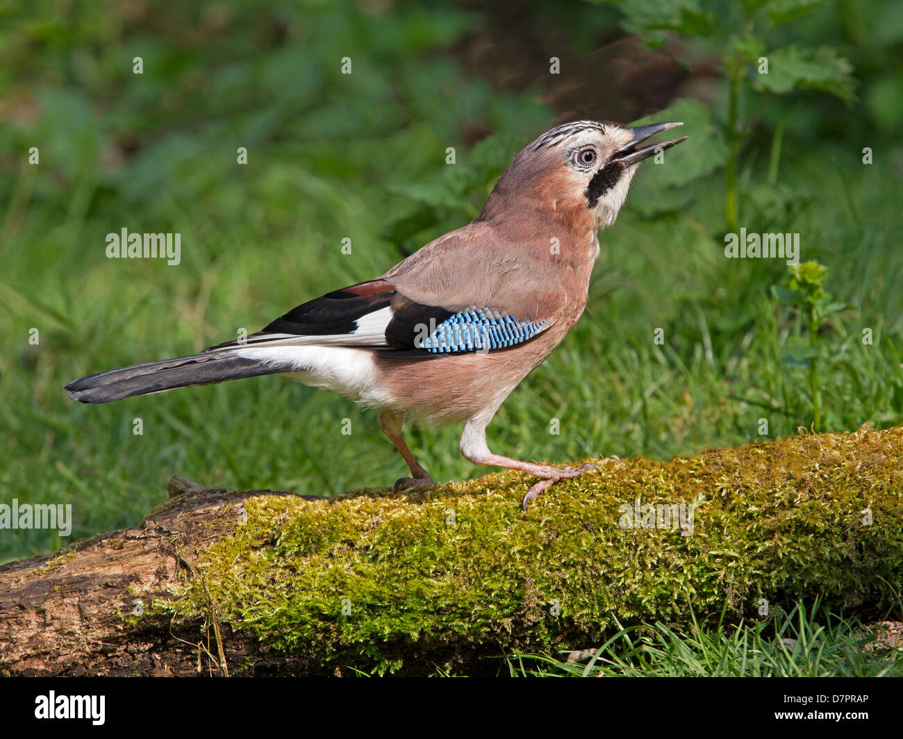 Eurasian jay birds hi-res stock photography and images - Alamy