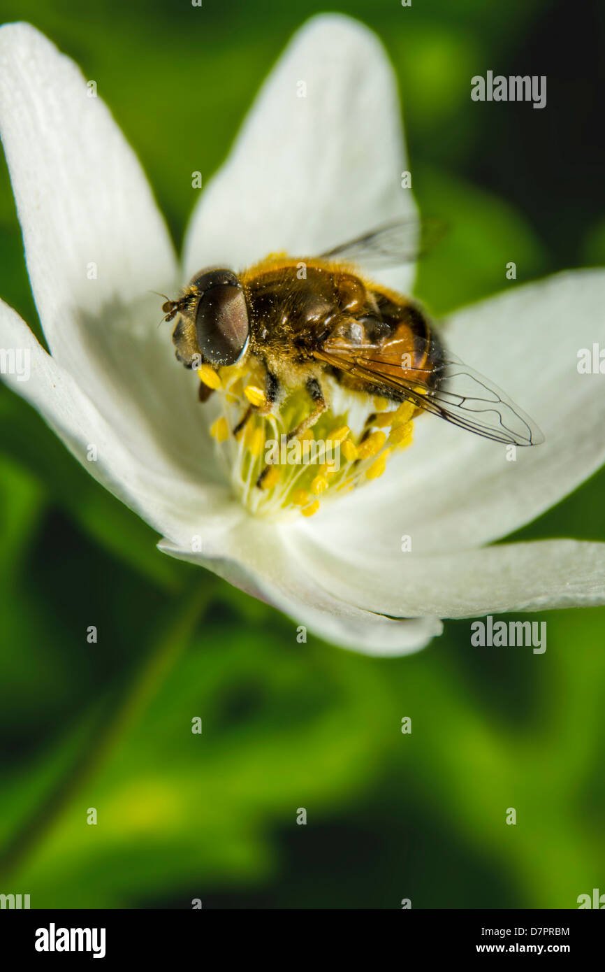 The wild anemone and the bug Stock Photo - Alamy