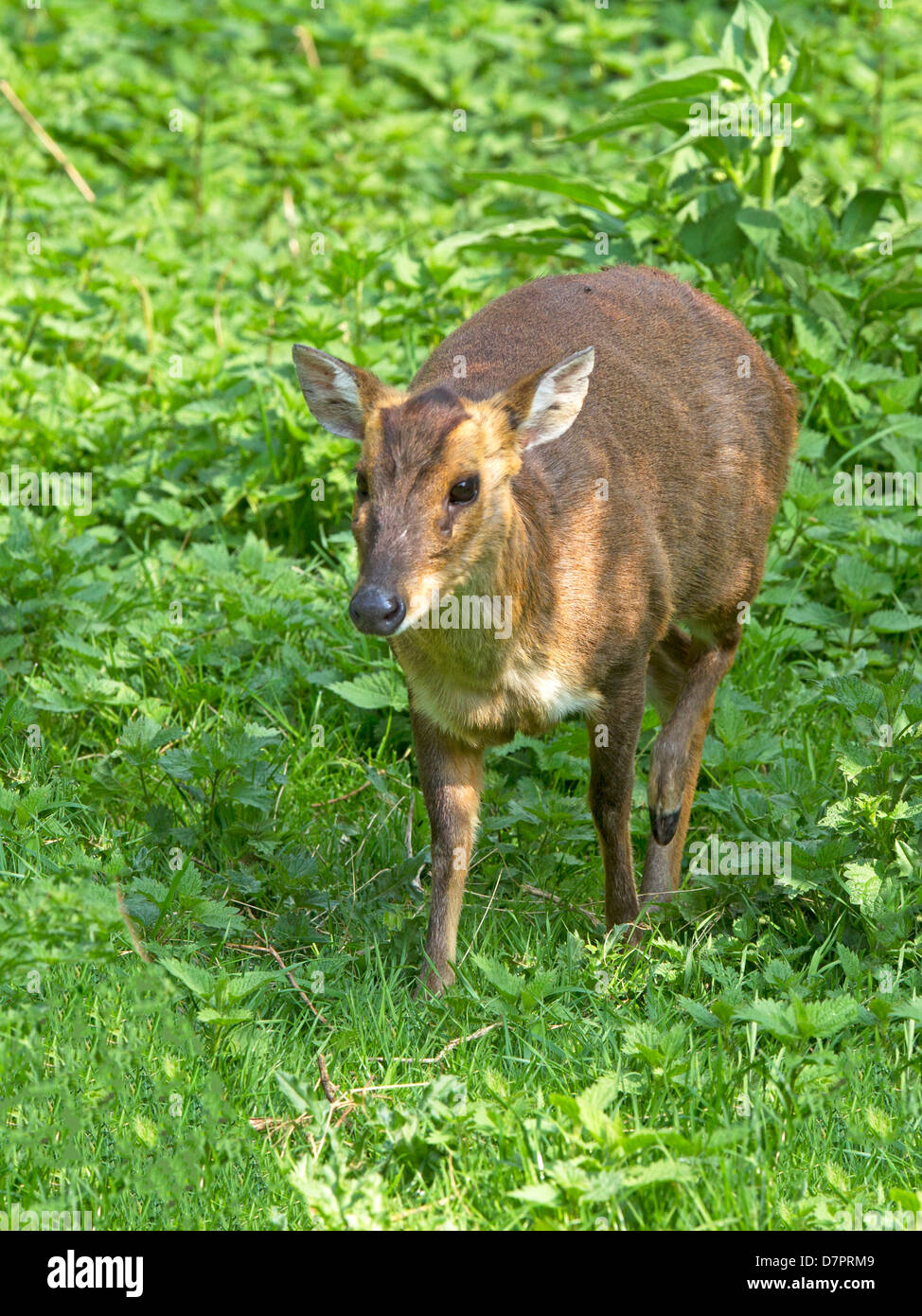 Reeves muntjac hi-res stock photography and images - Alamy