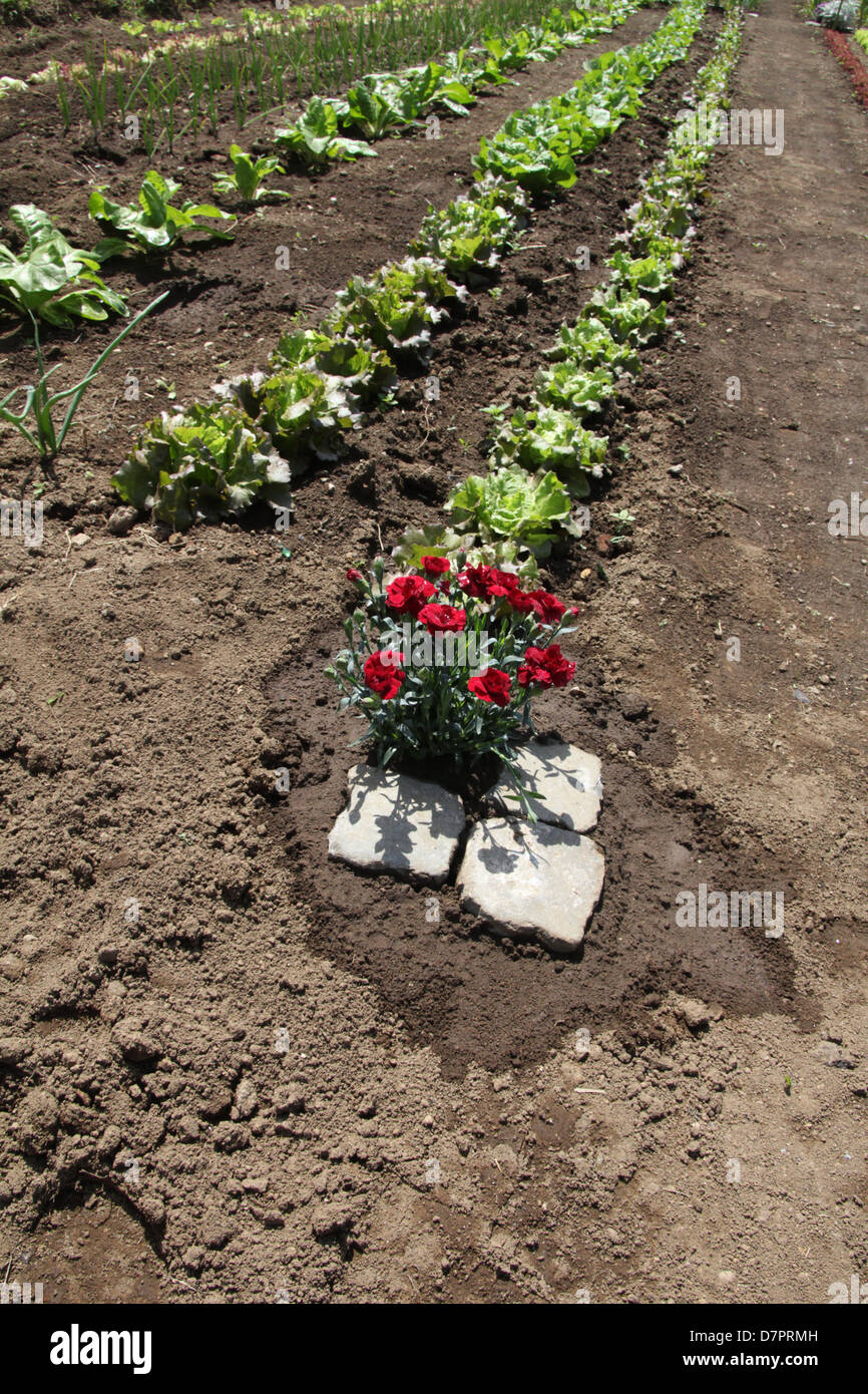 Field plants sun patch green veg hi-res stock photography and images ...
