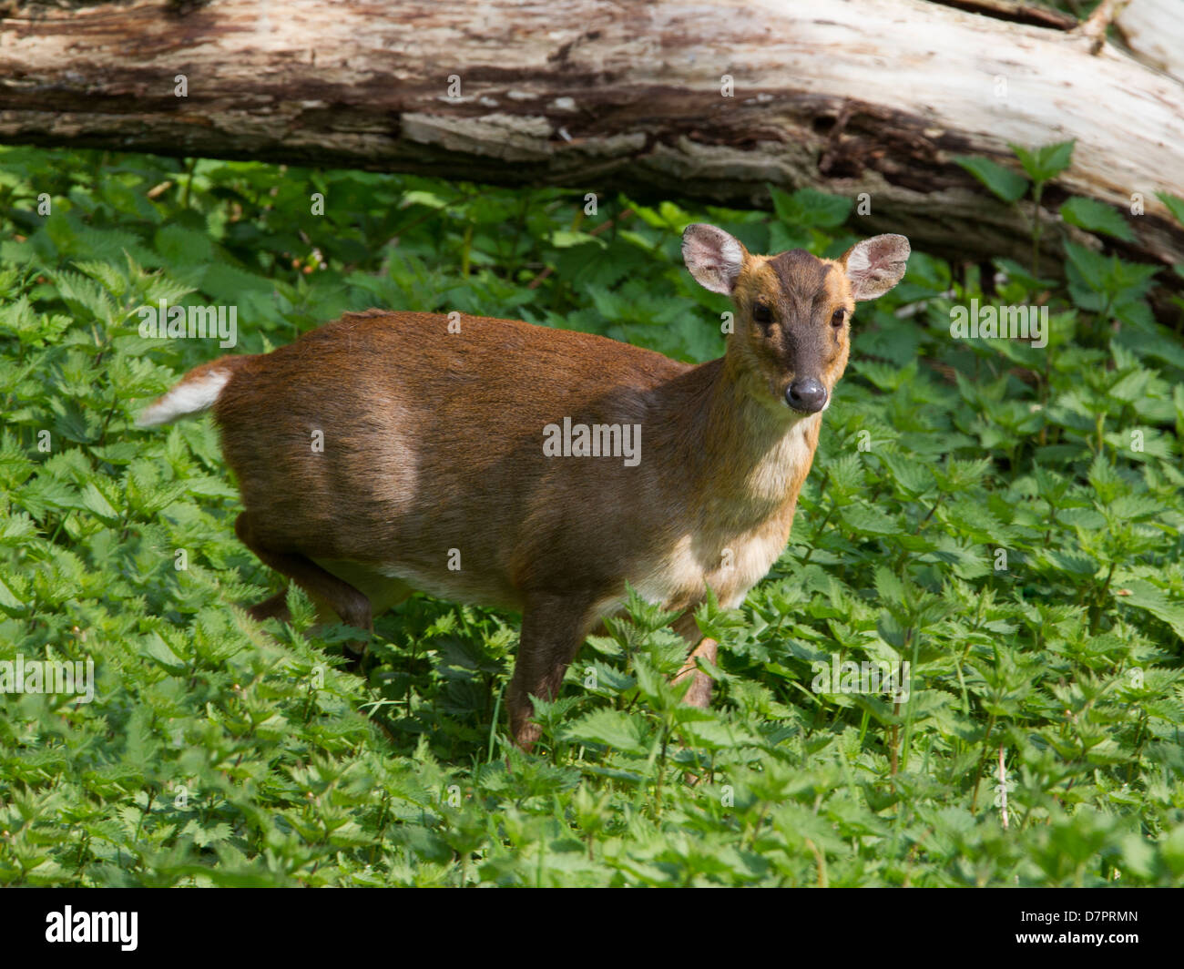 Reeve's muntjac deer in nettles Stock Photo - Alamy