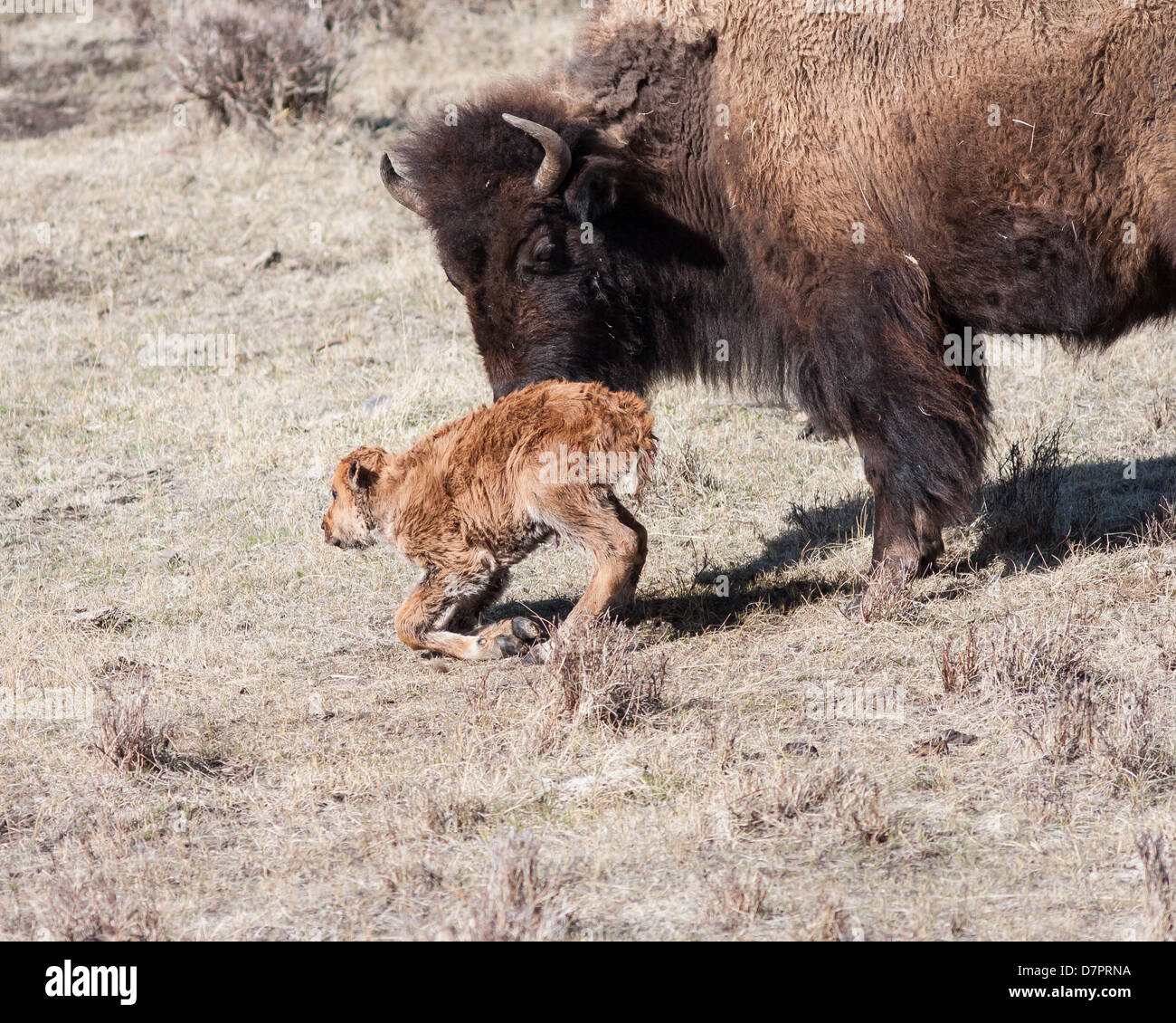 Newborn bison hi-res stock photography and images - Alamy