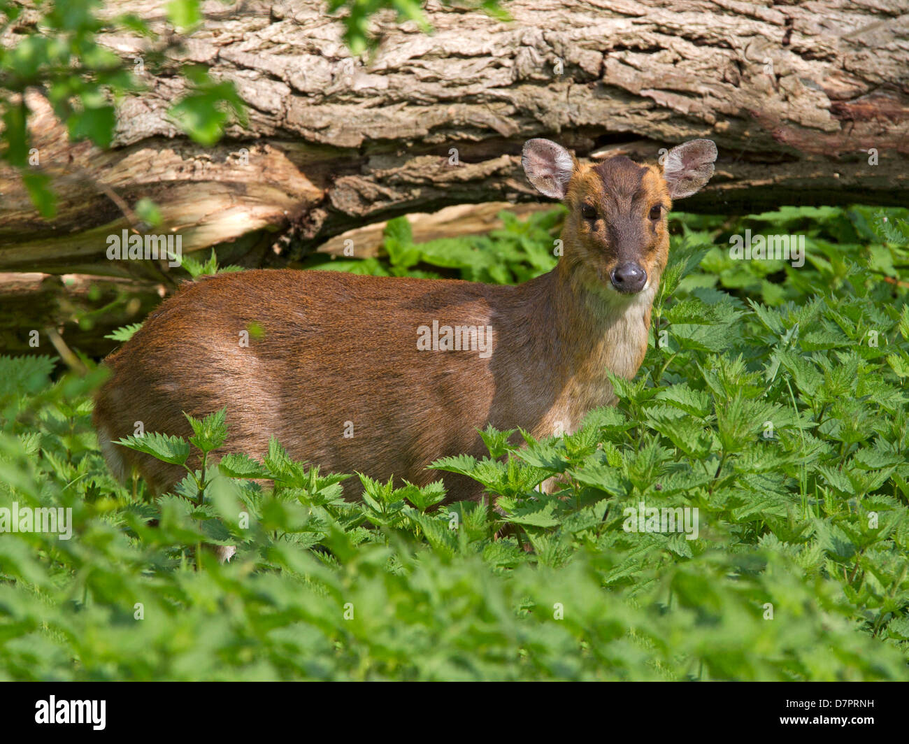Reeve's muntjac deer in nettles Stock Photo - Alamy
