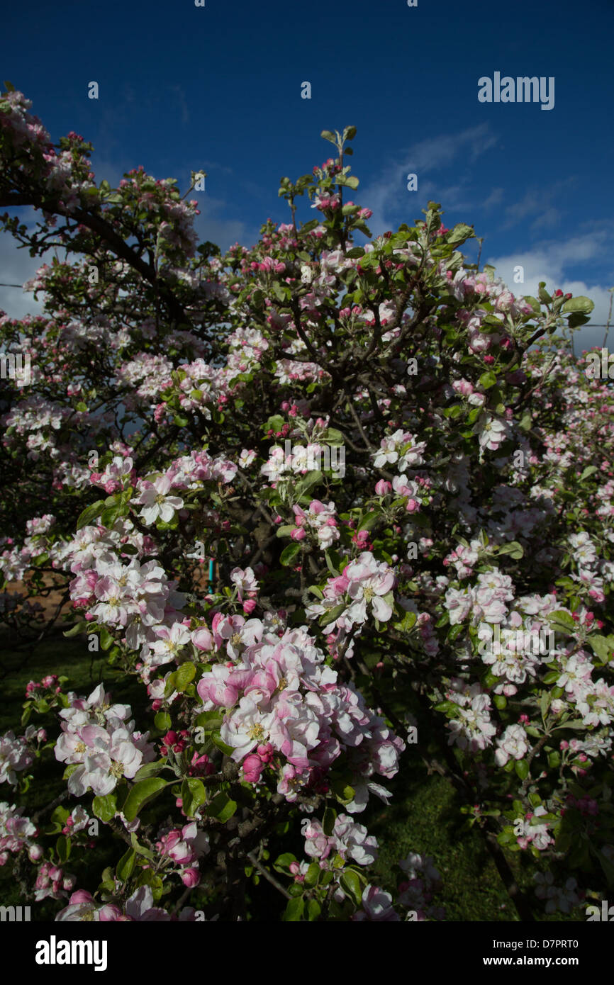 Arriving spring hi-res stock photography and images - Alamy