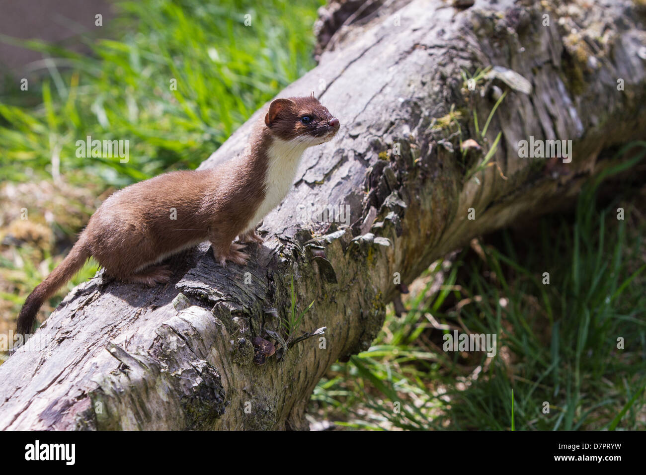 Stoat with food hi-res stock photography and images - Alamy