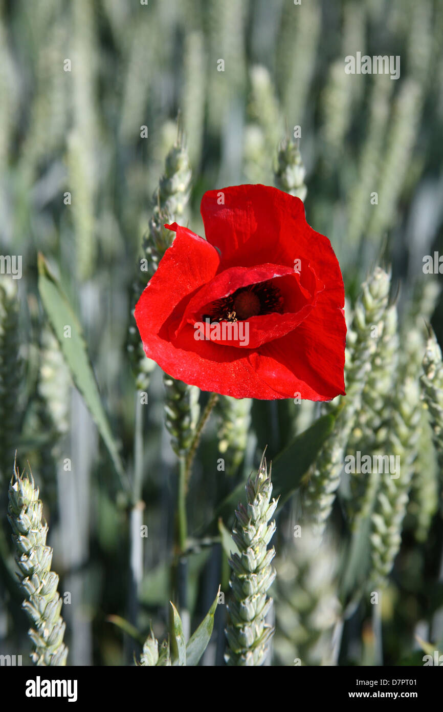 British soldiers poppy fields hi-res stock photography and images - Alamy