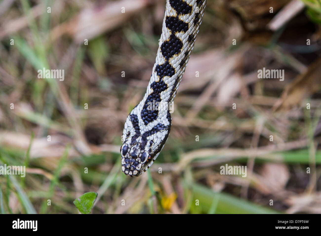 Adder snake uk hi-res stock photography and images - Alamy