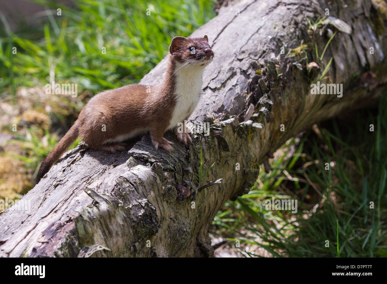 Stoat (Mustela erminea) standing on a log side profile Stock Photo - Alamy
