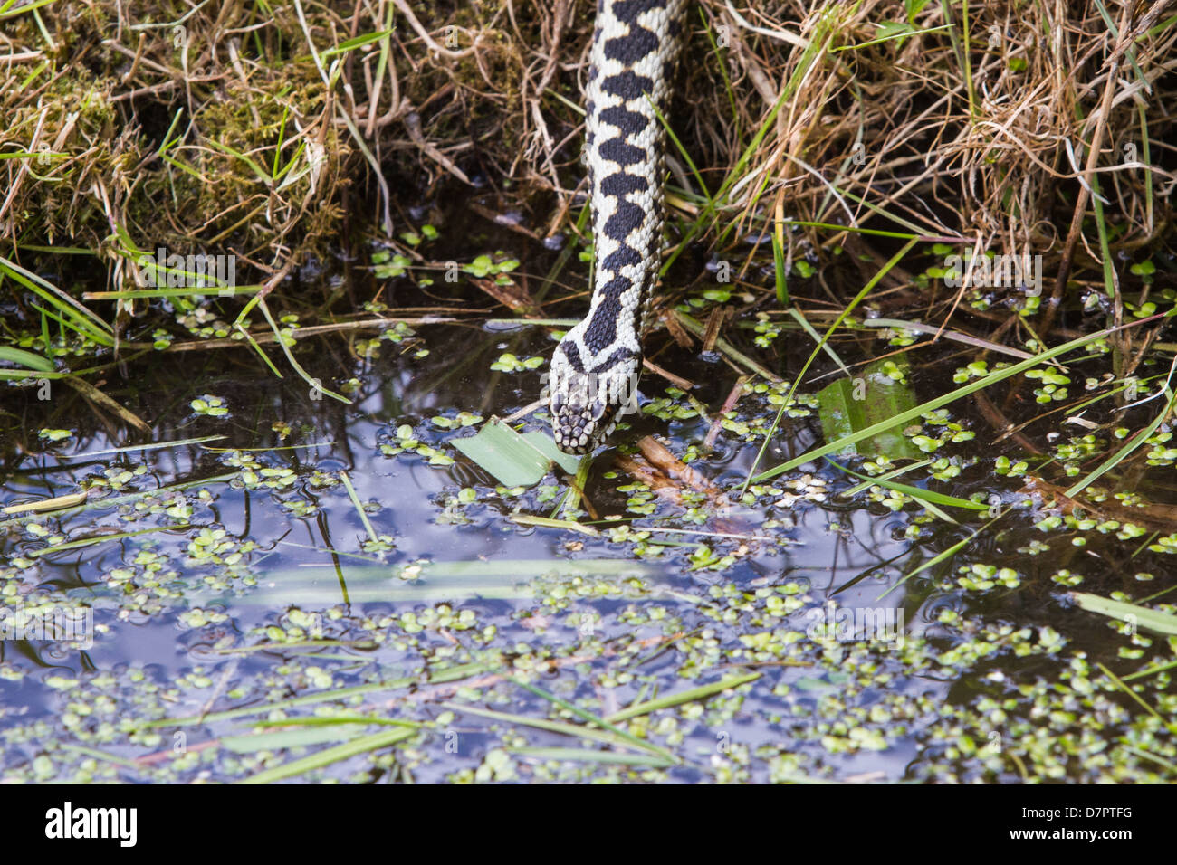 Adder snake (Vipera berus) by pond drinking water Stock Photo - Alamy